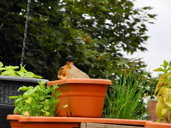 Some Random Backyard Shots: These were taken over the past week...