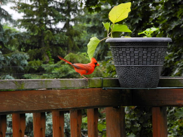 Some Random Backyard Shots: These were taken over the past week...