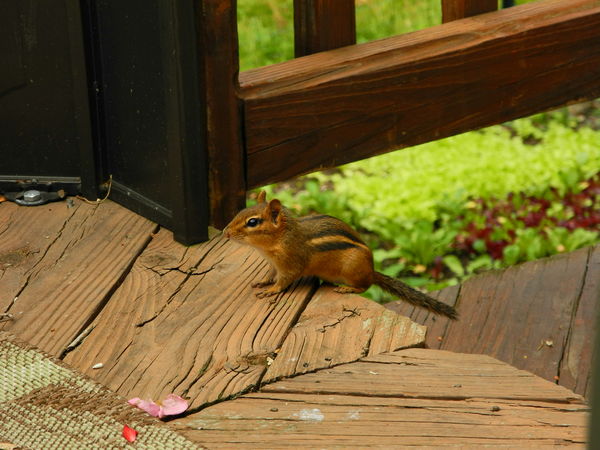 Some Random Backyard Shots: These were taken over the past week...