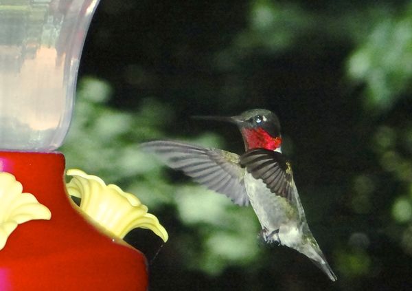 Hummingbirds & camera settings HELP: Seems I asked these questions last ...