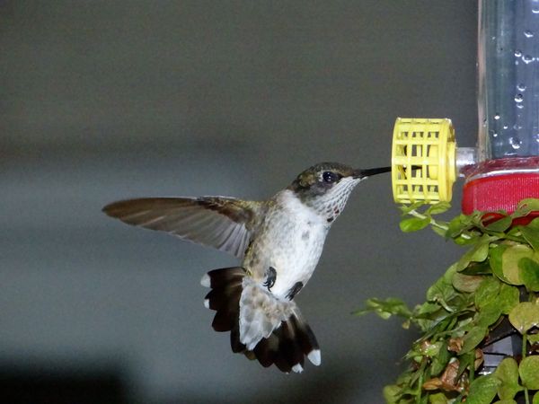 Hummingbirds & camera settings HELP: Seems I asked these questions last ...