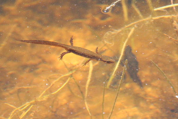 Newts: A visit to Alderford in Norfolk, UK to a nature s secret, sacred ...