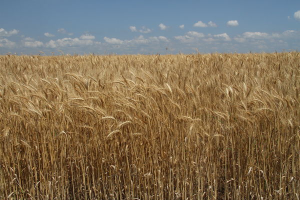Found this field of wheat: I happened to drive by this field of wheat ...