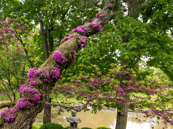 Oddities in the Botanical Garden: Here are some more interesting finds ...