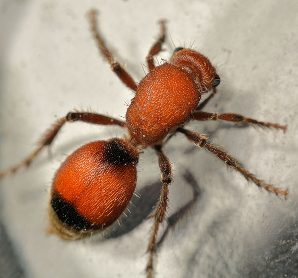 velvet ant: The Mutillidae are a family of more than 3,000 species of ...