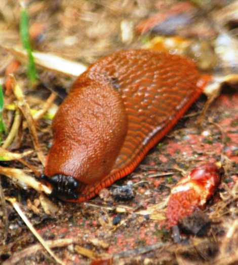 Nature's Helpers: In the US Pacific Northwest we have, when it rains ...