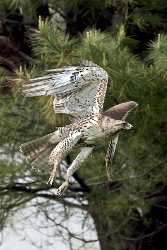 Red Tailed Hawk: This photo was taken at the Maine Audubon, Falmouth, ME.