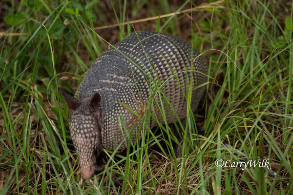 Possum On the Half Shell: Surprised this fella at Brooker Creek Reserve...