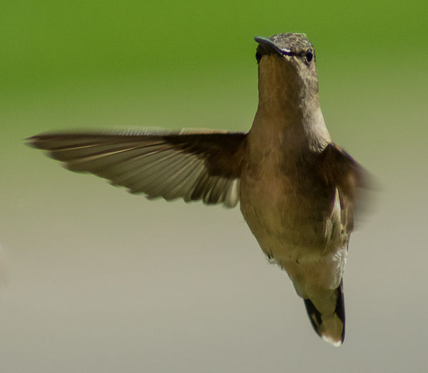 A little Hummingbird portraiture: What a poser!