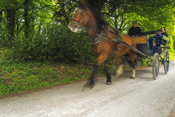 A Jaunting Carriage Image from Ireland: I tried to capture some motion ...