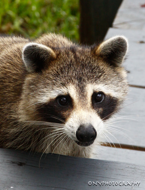 First Raccoon of 2013: This one must be the son/daughter of the couple ...