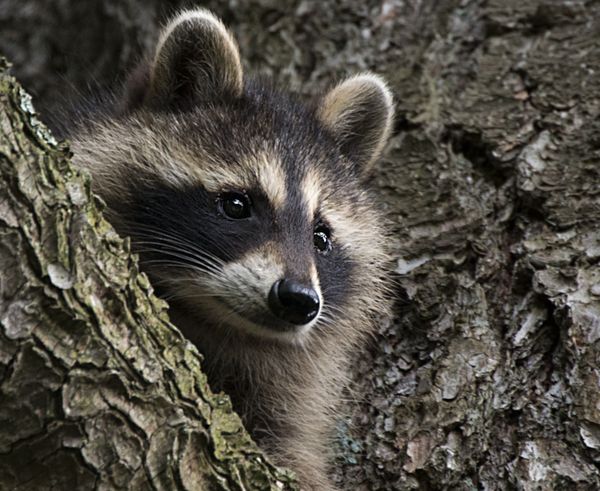 young raccoon: Just stopped by for a visit and a quick photo shoot. :D...