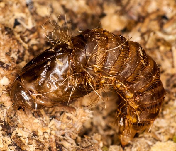 Carpenter Bee Pupa Case: Shame I didn't get to see the bee emerge. Then ...