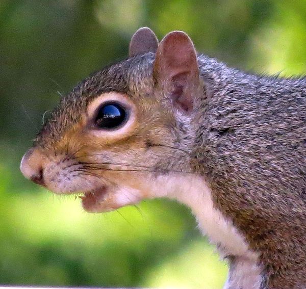 A squirrel's eye view of my house (Canon SX 50): The squirrel is back ...