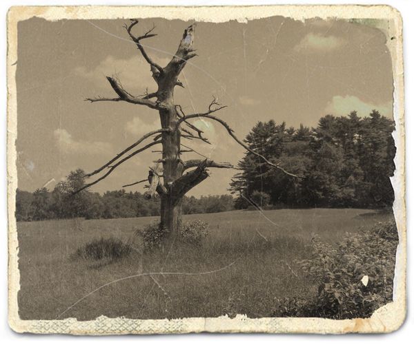 The Hanging Tree: This old dead tree resides in Middleboro ...