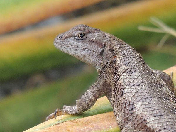 couple of lizards: taken in southern mo.