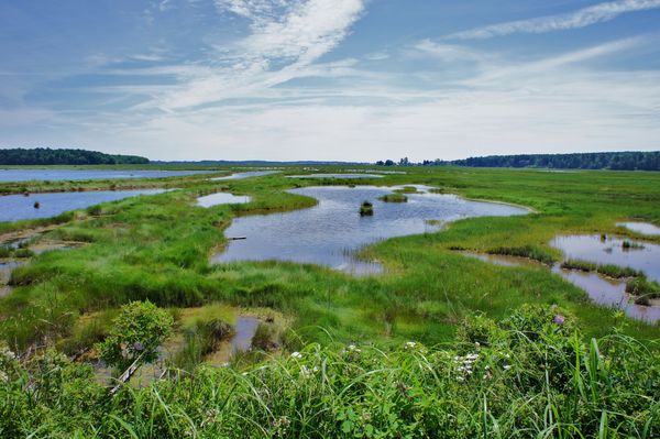 Scarborough river salt marsh in southern Maine: Since I spend most of ...