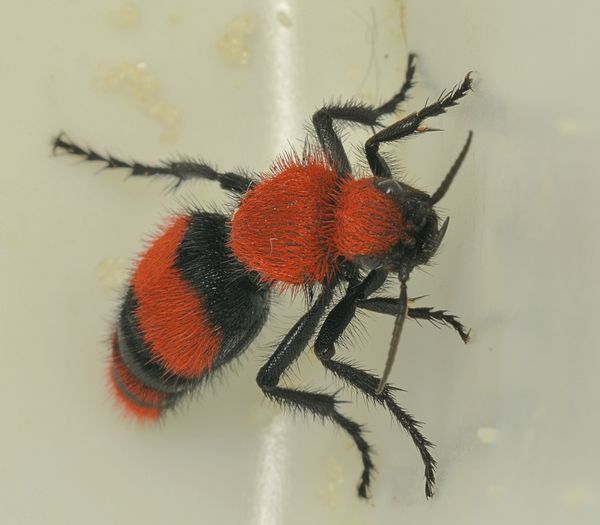 velvet ant: The Mutillidae are a family of more than 3,000 species of ...