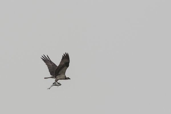 Flying high OSPREY: Again walking and caught this osprey flying with ...