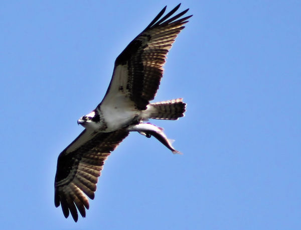 Flying high OSPREY: Again walking and caught this osprey flying with ...