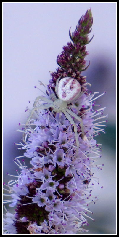 The Crab Spider & The Wasp: I have been watching this little white crab ...