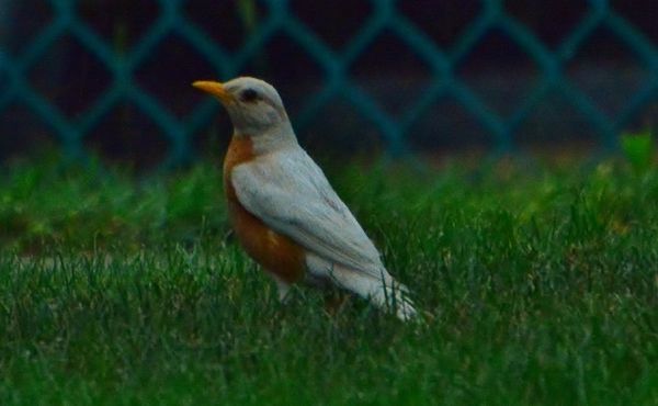 rare capture: Albino Robin: Saw this bird out the window and was so ...
