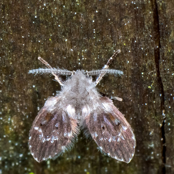 Sewer Fly: Psychodidae (moth flies or drain flies) . I find these in my ...