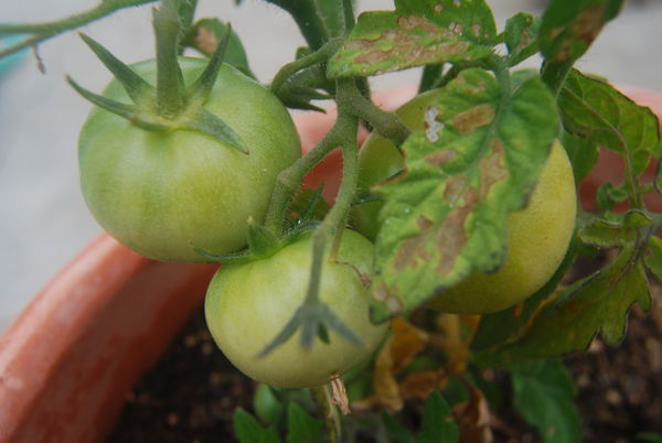 vine fresh: from my lone plant.