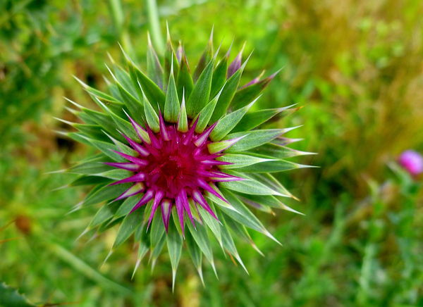 Life of a Thistle: Three stages of a thistle...