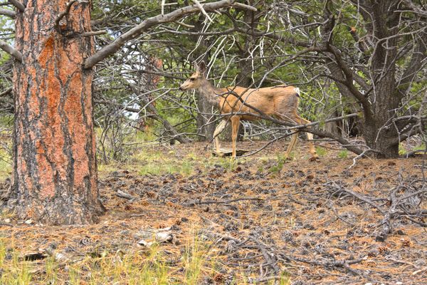 Deer in woods: spotted a few deer in the wet mountains, southern ...