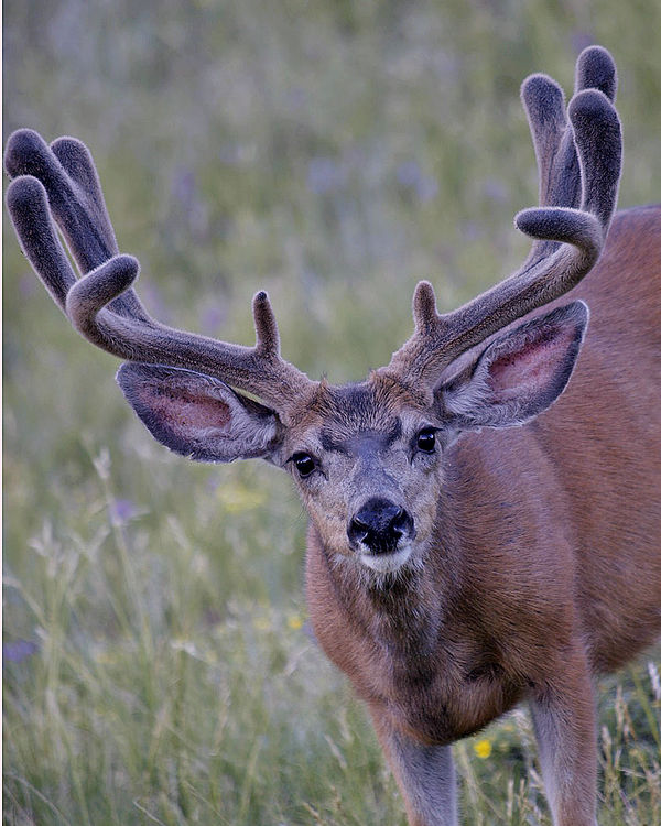 Muley Velvet: About 1 more month and this buck will be fully grown and ...