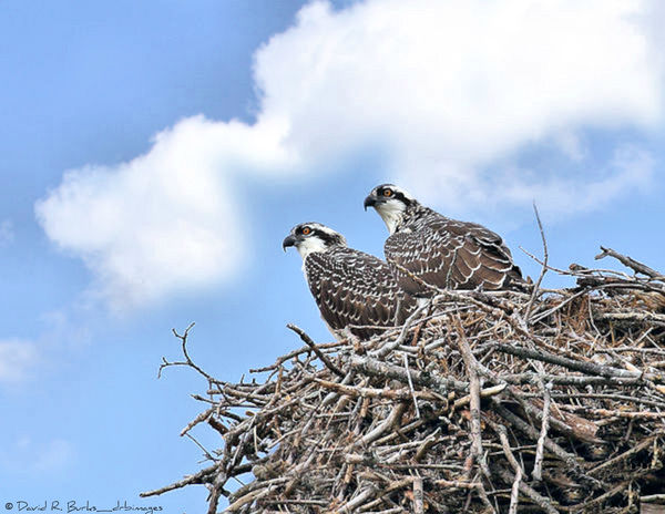 Young Snake River Fishers: Osprey fledglings above the Snake river at ...