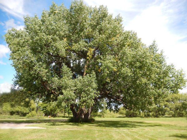 This is the big tree Erv: How many tooth picks in this male cottonwood ...