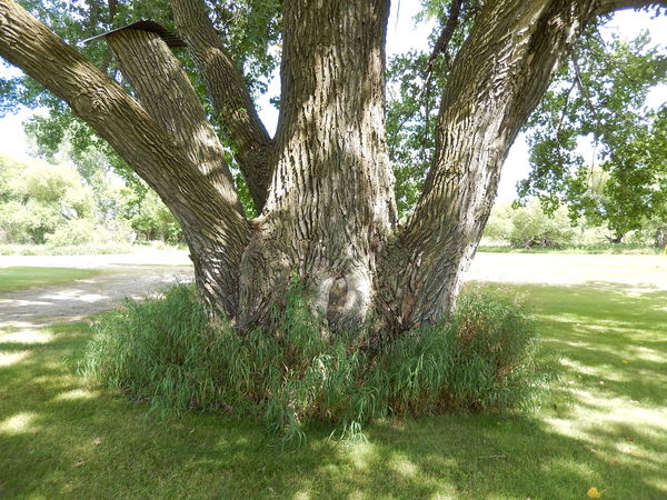 This is the big tree Erv: How many tooth picks in this male cottonwood ...