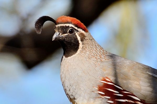 India - Some more birds from my US visit last year - Gambel's Quail ...