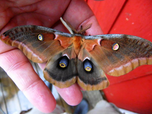 We only come out at night. Moths of MN: All there are large moths ...