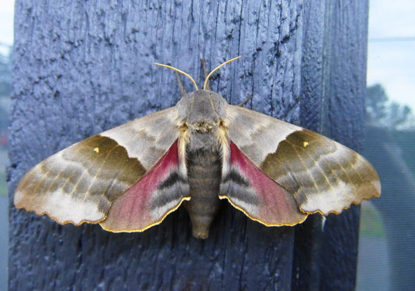 We only come out at night. Moths of MN: All there are large moths ...
