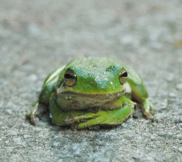 an unfroggetable photo shoot! while taking down a hanging basket of ...