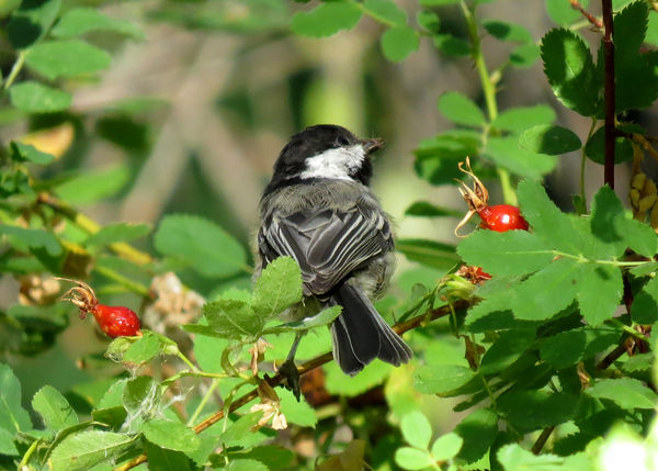 Chickadee dee dee dee: The Black-capped Chickadee is the Maine State ...