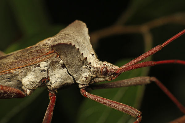 Giant leaf footed bug: This is Acanthocephala declivis, a really BIG ...
