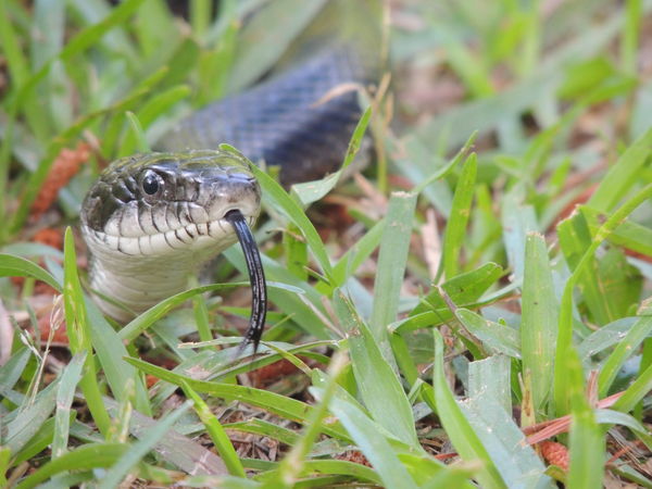 sneaky snake slithering in the yard: my husband called me from his ...