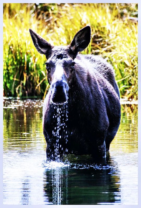 Surprised . . : A moose cow, grazing in a willow patch, looks up in ...