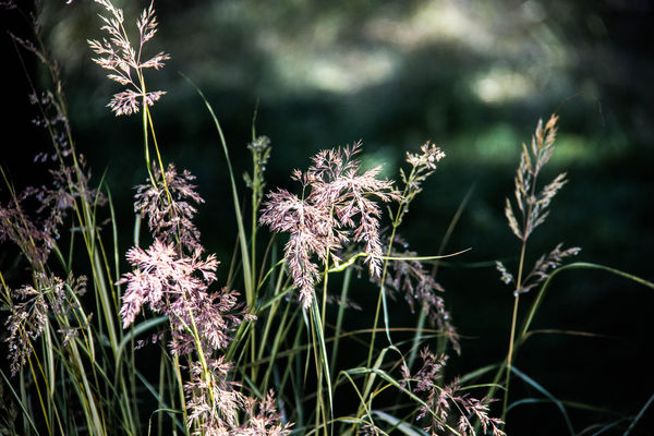 Mid-Week Challenge (8/21/13 - 8/23/13) "Let's Study Bokeh" (Page 6): I love it when there is ...