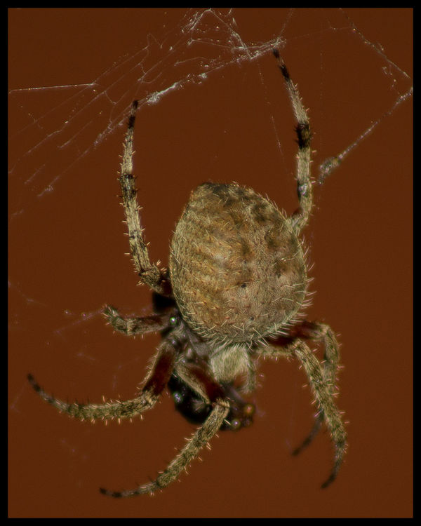Definition of Gross! A Hunchback spider in my garden.
