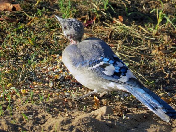 Blue Jays... who knew? I didn't know Blue Jays molt!!! I feel sorry for ...