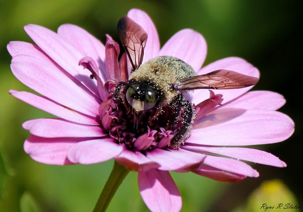 The Pollinator: Nature's little helper.