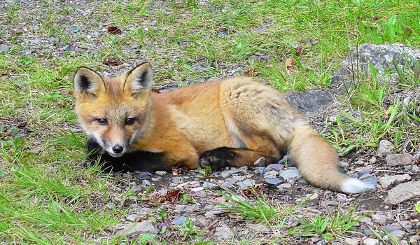 Who said the little foxes spoils the vine: Got these young pups up in ...