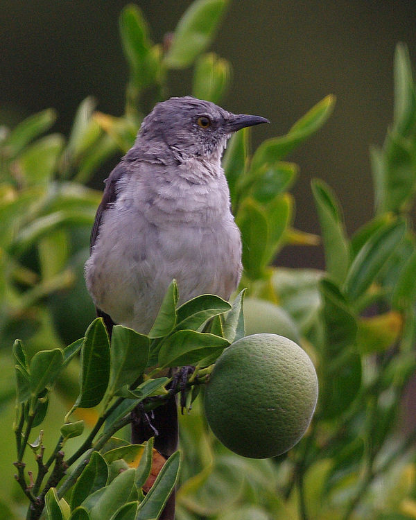 Mockingbird in a Lime Tree: This one posed for several shots. I thought ...