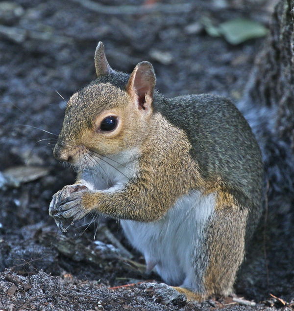 Squirrel praying in my front yard: I noticed this squirrel praying in ...