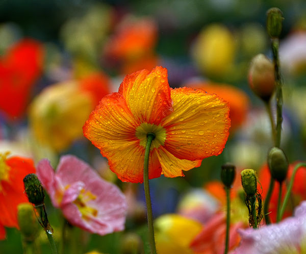 W/R A Very Damp Day: Dull and overcast. Miserable weather.....Perfect ...